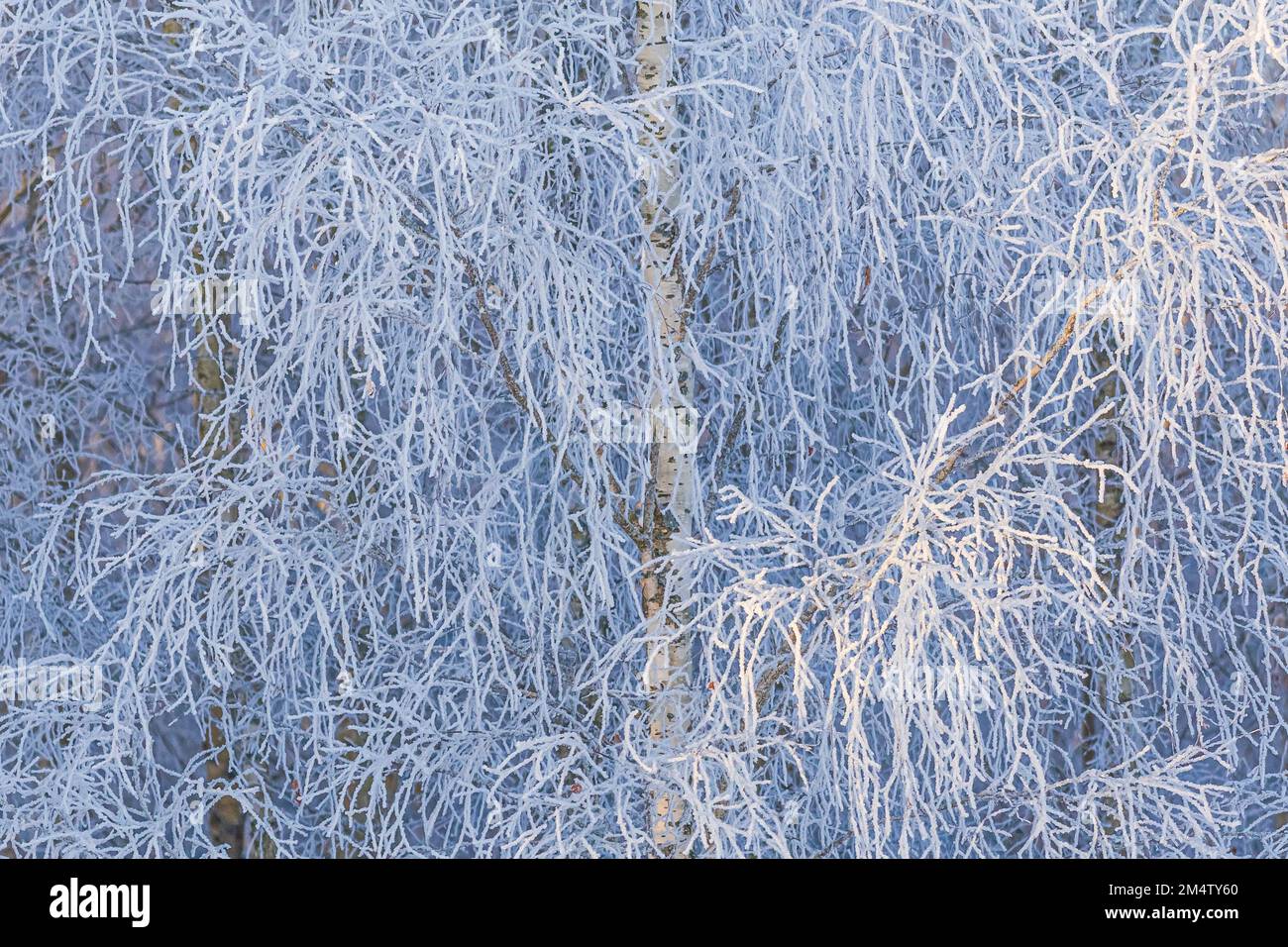 Branches of trees covered with frost on a background of blue sky Stock ...