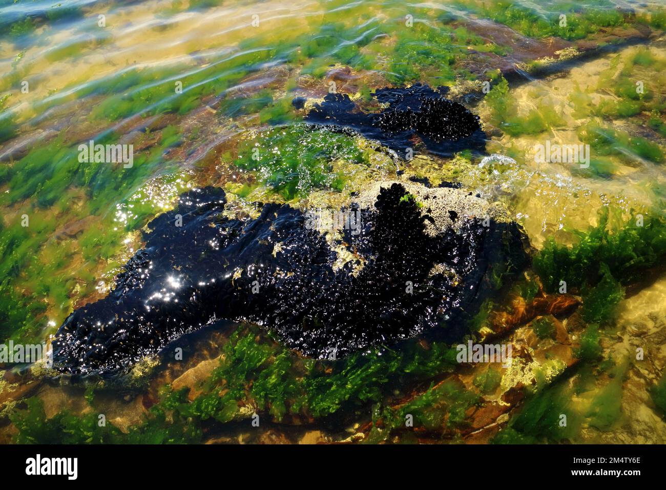 Prasinodermophyta hi-res stock photography and images - Alamy