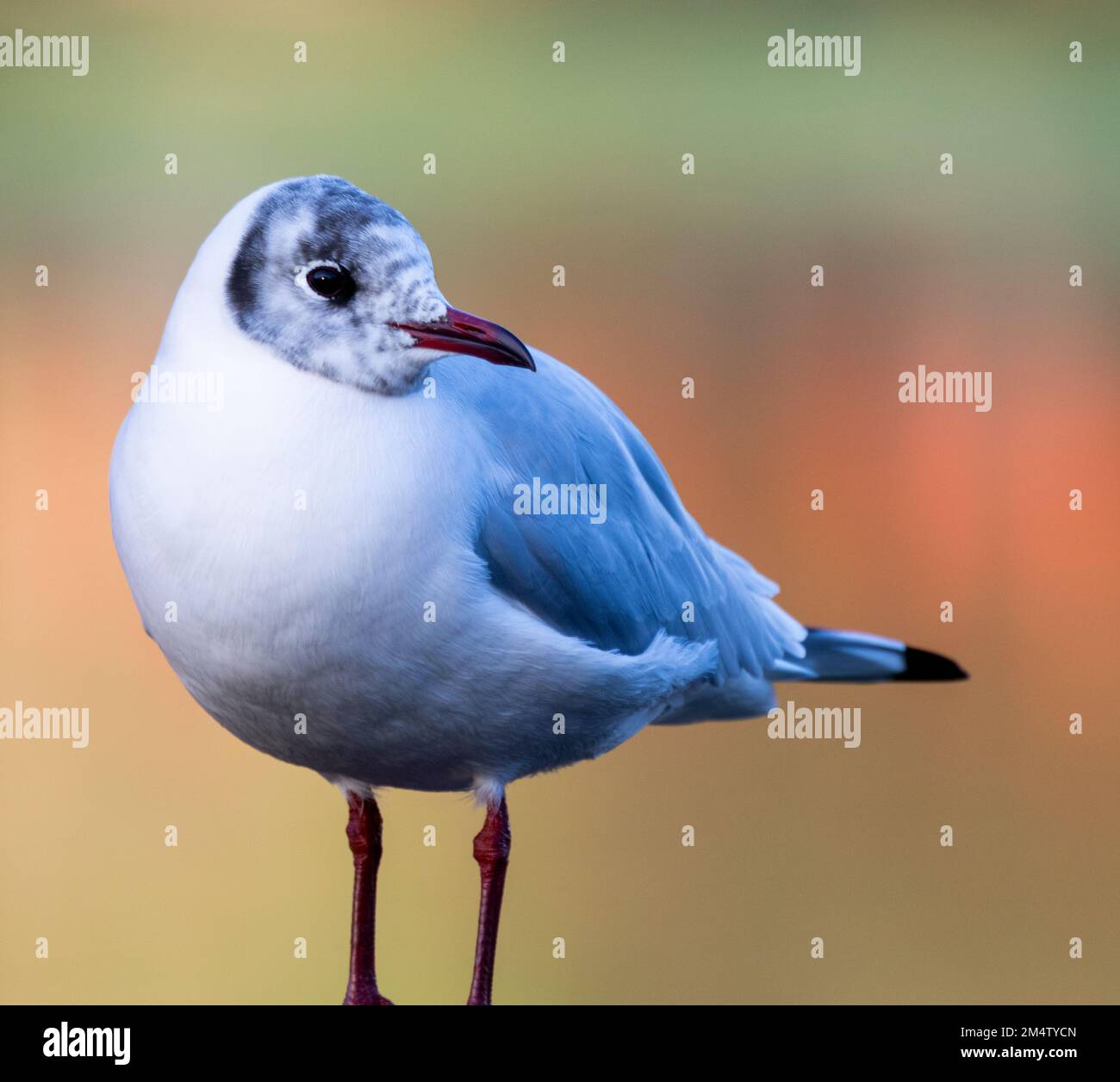 A Black-headed Gull showing the early stages of the winter moult and ...