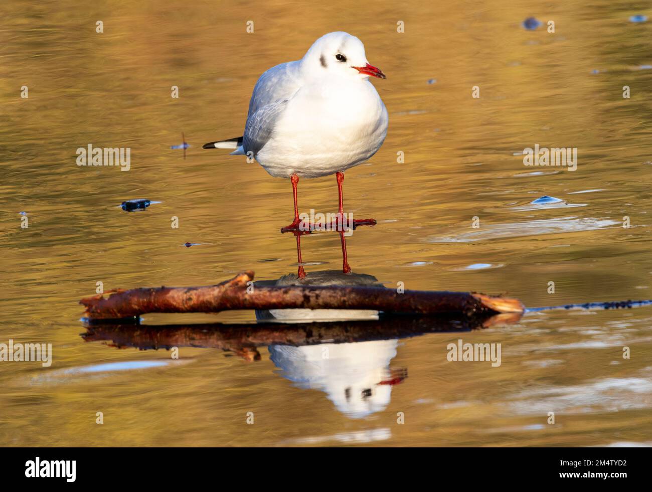 A Black-headed Gull rests on the ice seemingly unaffected by the ...