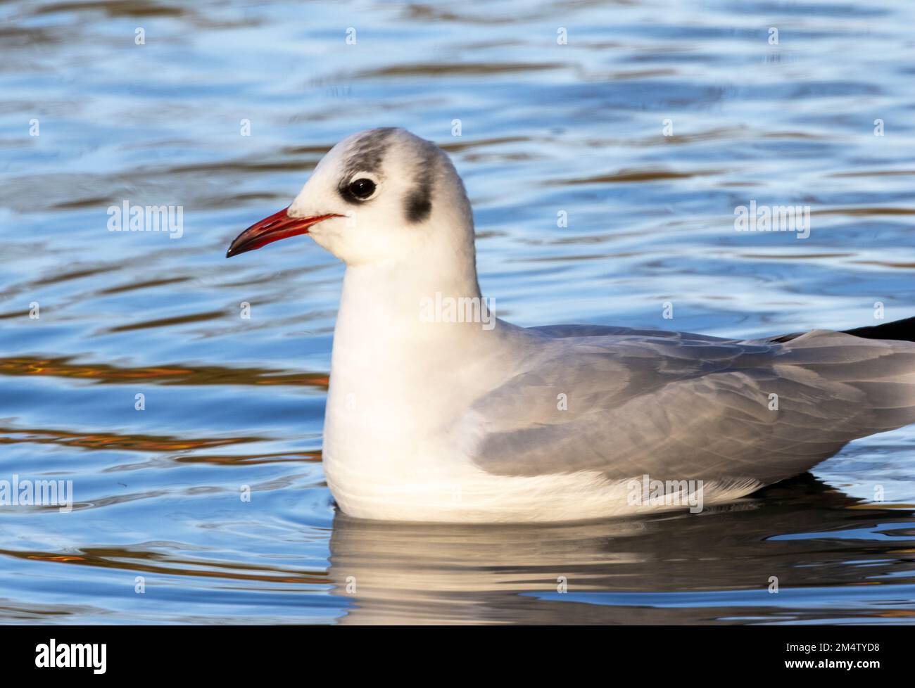 A Black-headed Gull showing the early stages of the winter moult and ...