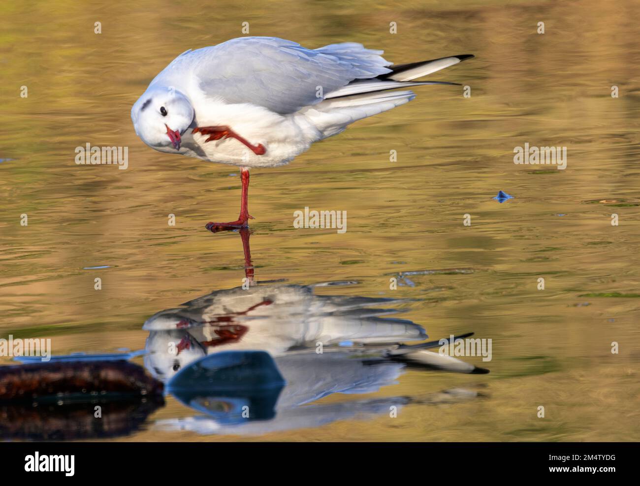 A Black-headed Gull rests on the ice seemingly unaffected by the ...