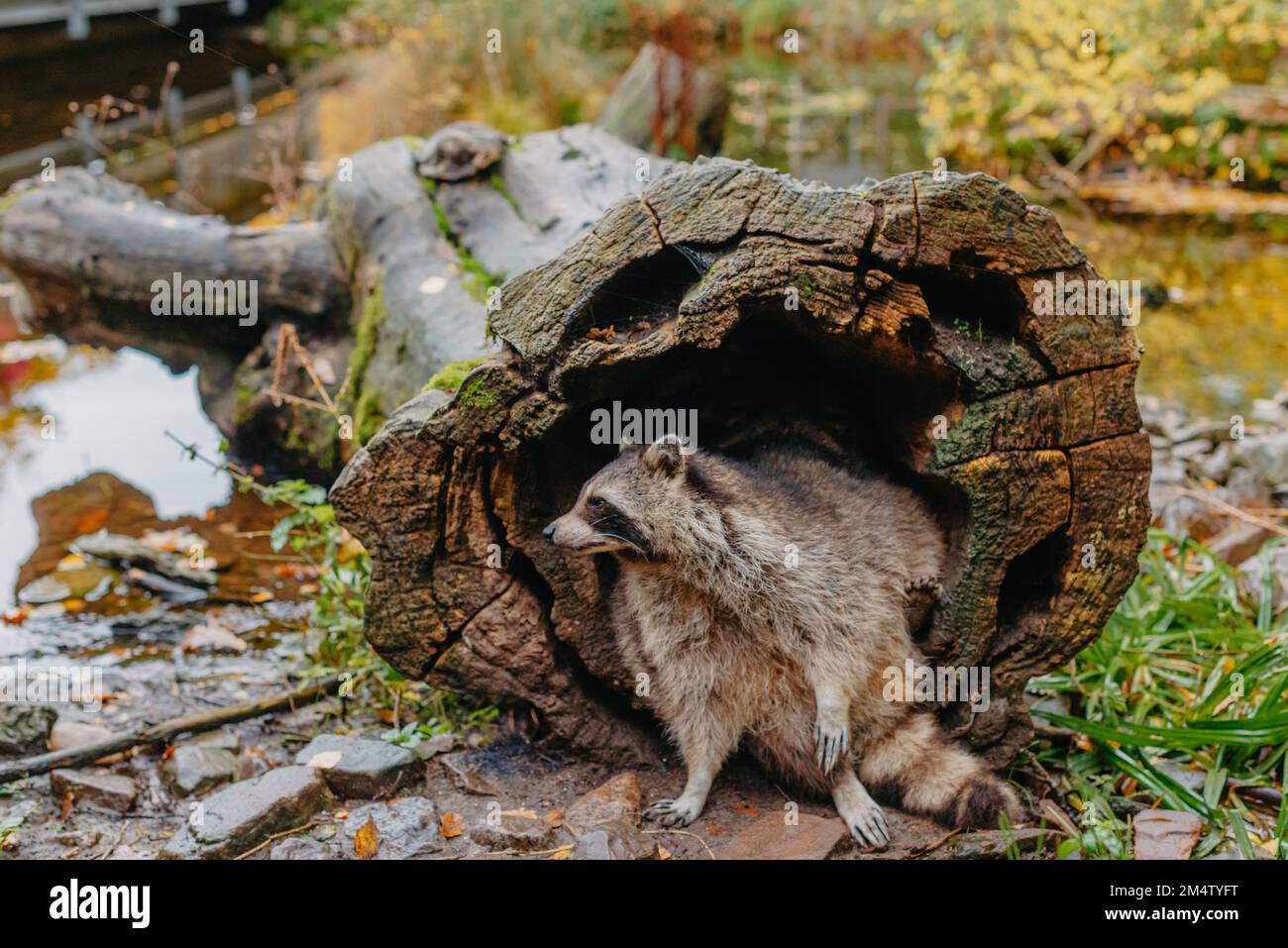 Gorgeous raccoon cute peeks out of a hollow in the bark of a large tree ...