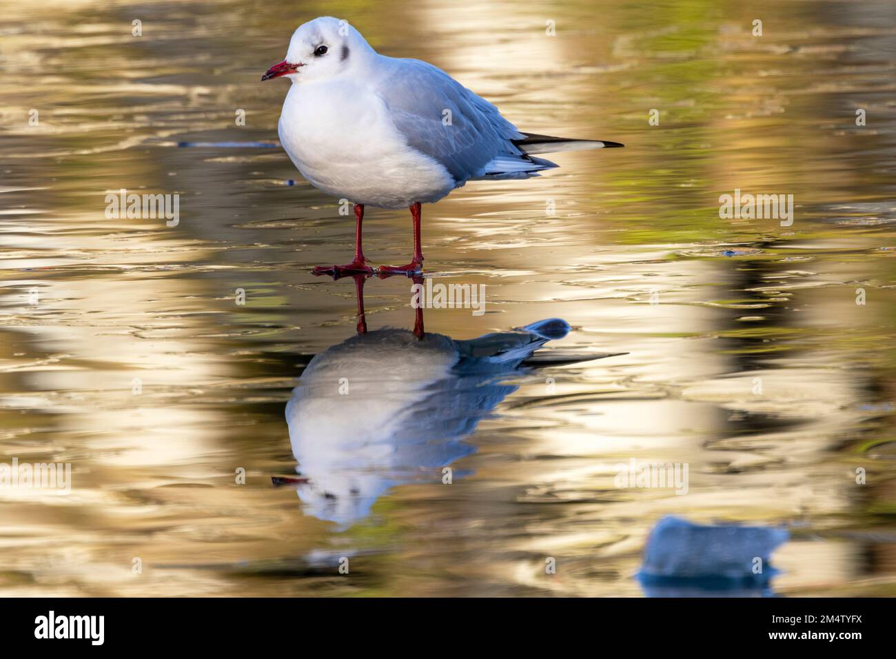 A Black-headed Gull rests on the ice seemingly unaffected by the ...