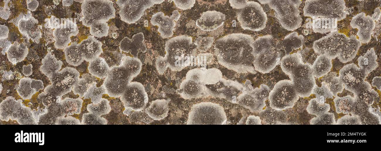 Lichen circular hi-res stock photography and images - Alamy