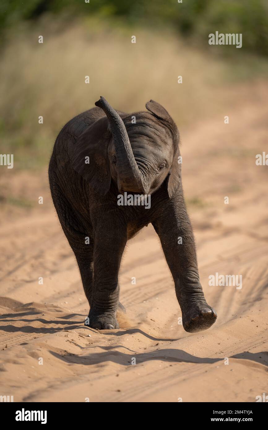 Baby African bush elephant swings trunk around Stock Photo - Alamy
