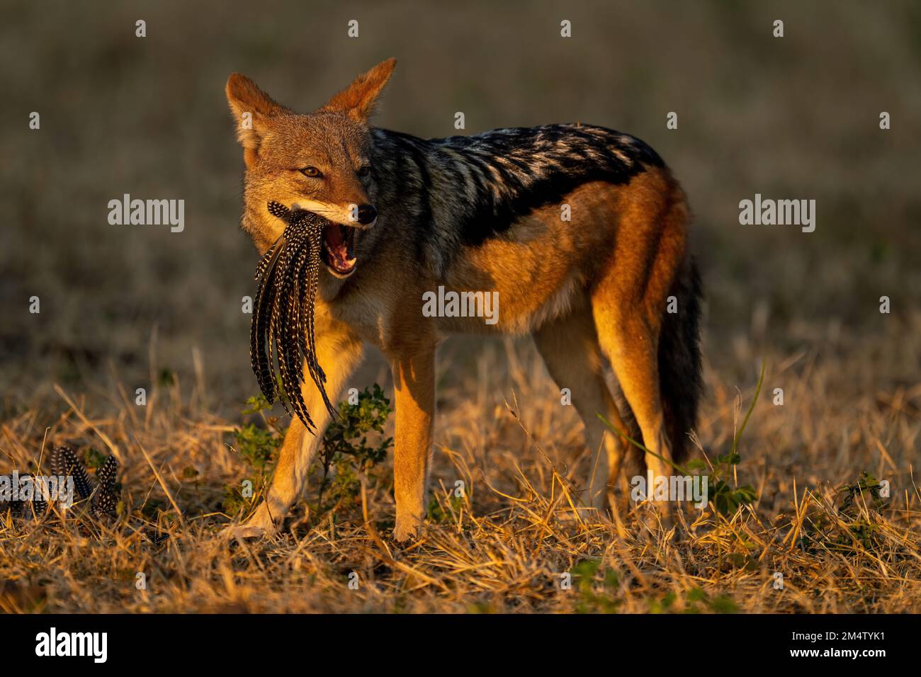 Black-backed jackal stands chewing helmeted guineafowl feathers Stock ...