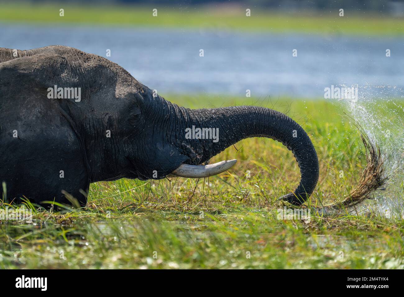 Close-up of African bush elephant washing grass Stock Photo - Alamy