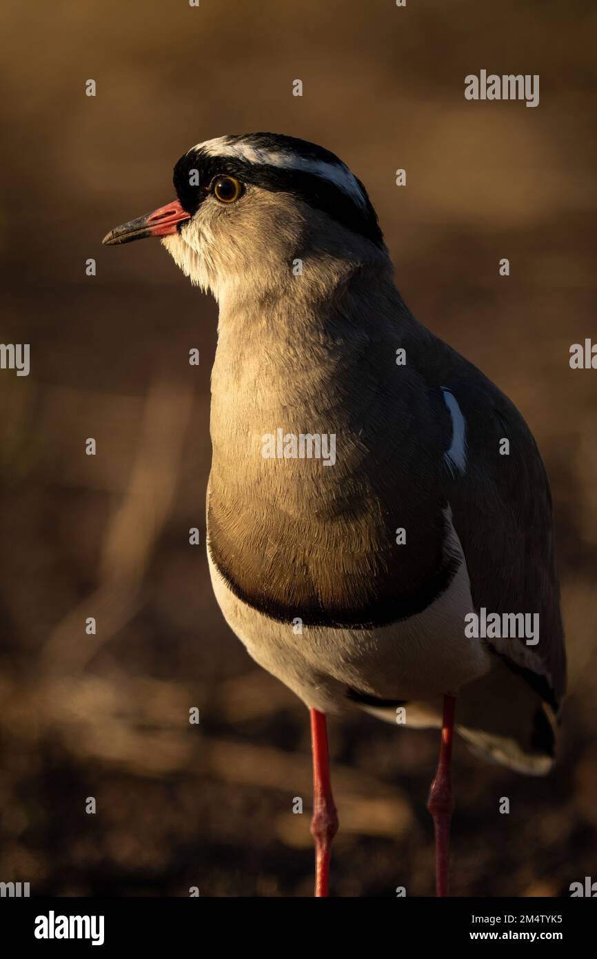 Close-up of sunlit crowned lapwing turning head Stock Photo - Alamy