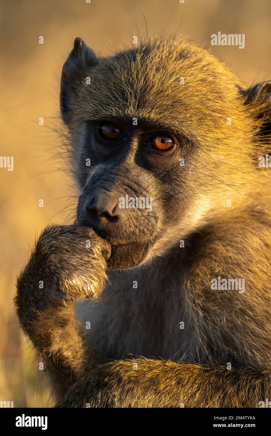 Close-up of chacma baboon looking at camera Stock Photo - Alamy
