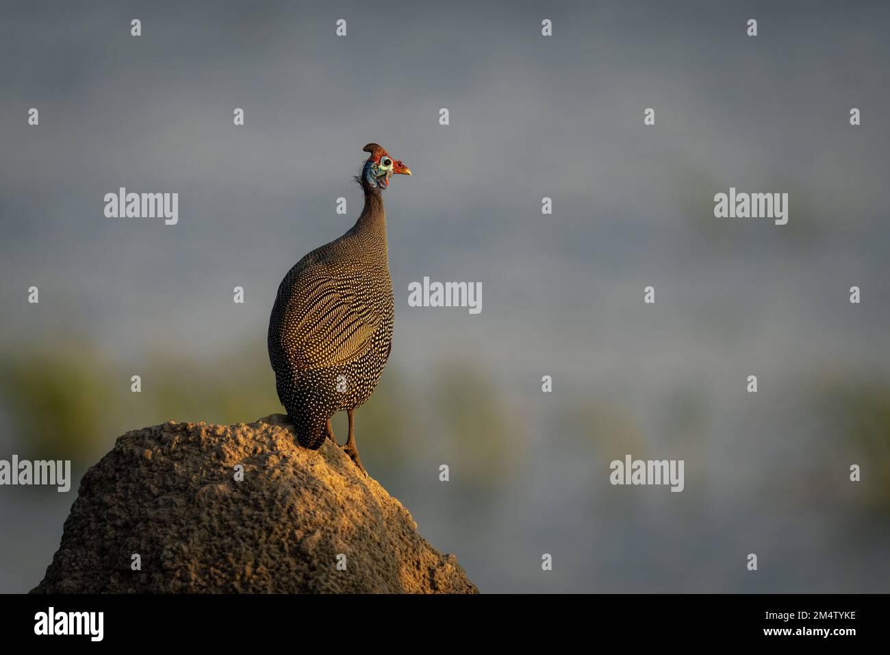 Helmeted guineafowl on termite mound with catchlight Stock Photo - Alamy