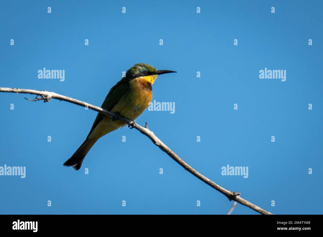 Little bee-eater facing right on dead branch Stock Photo - Alamy