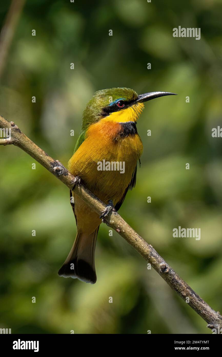 Little bee-eater on slanted branch facing right Stock Photo - Alamy