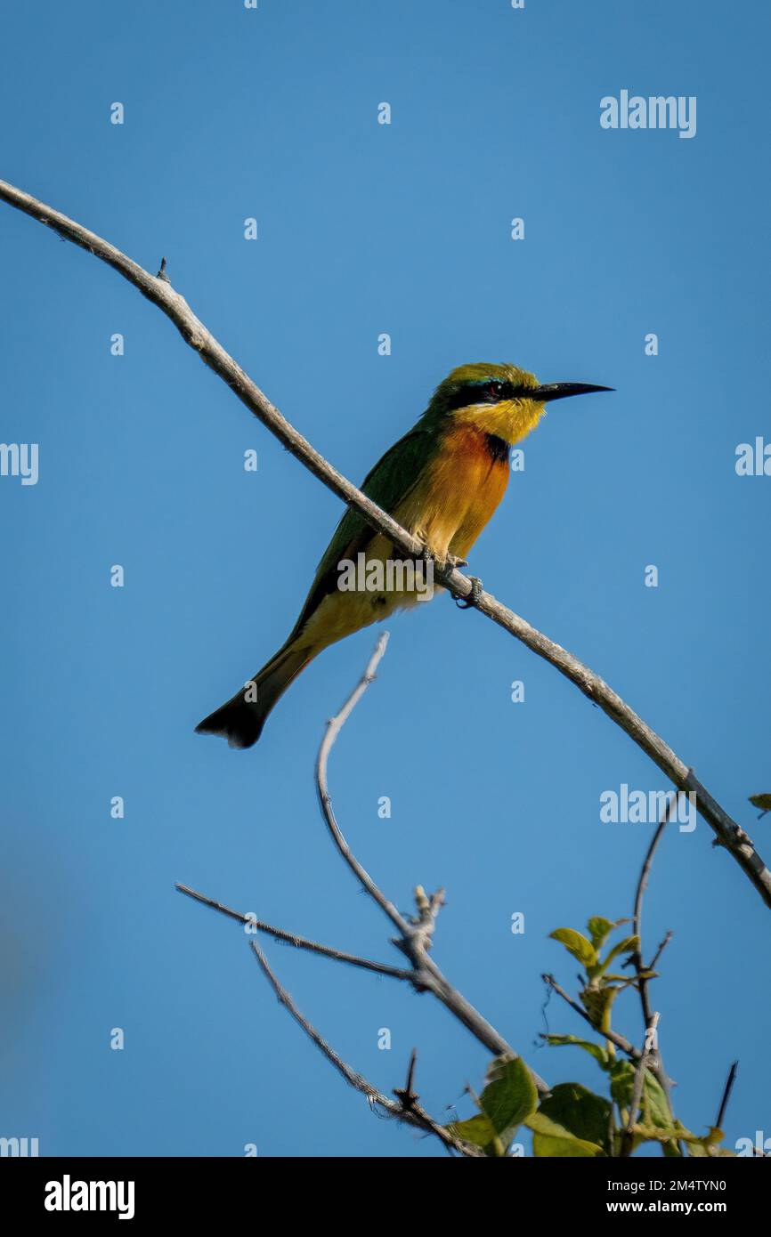 Little bee-eater on dead branch facing right Stock Photo - Alamy