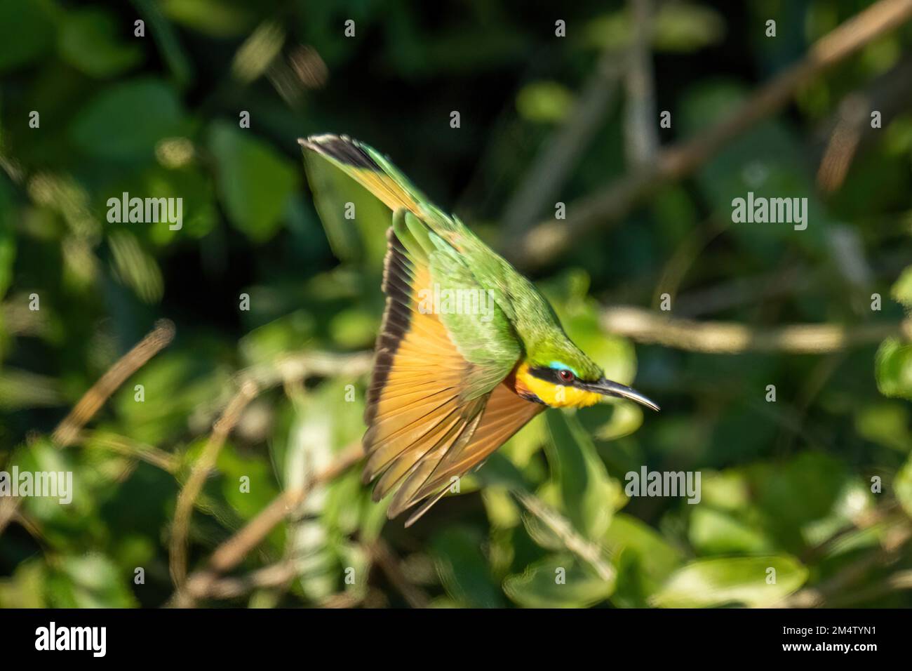 Little bee-eater with catchlight dives past bush Stock Photo - Alamy