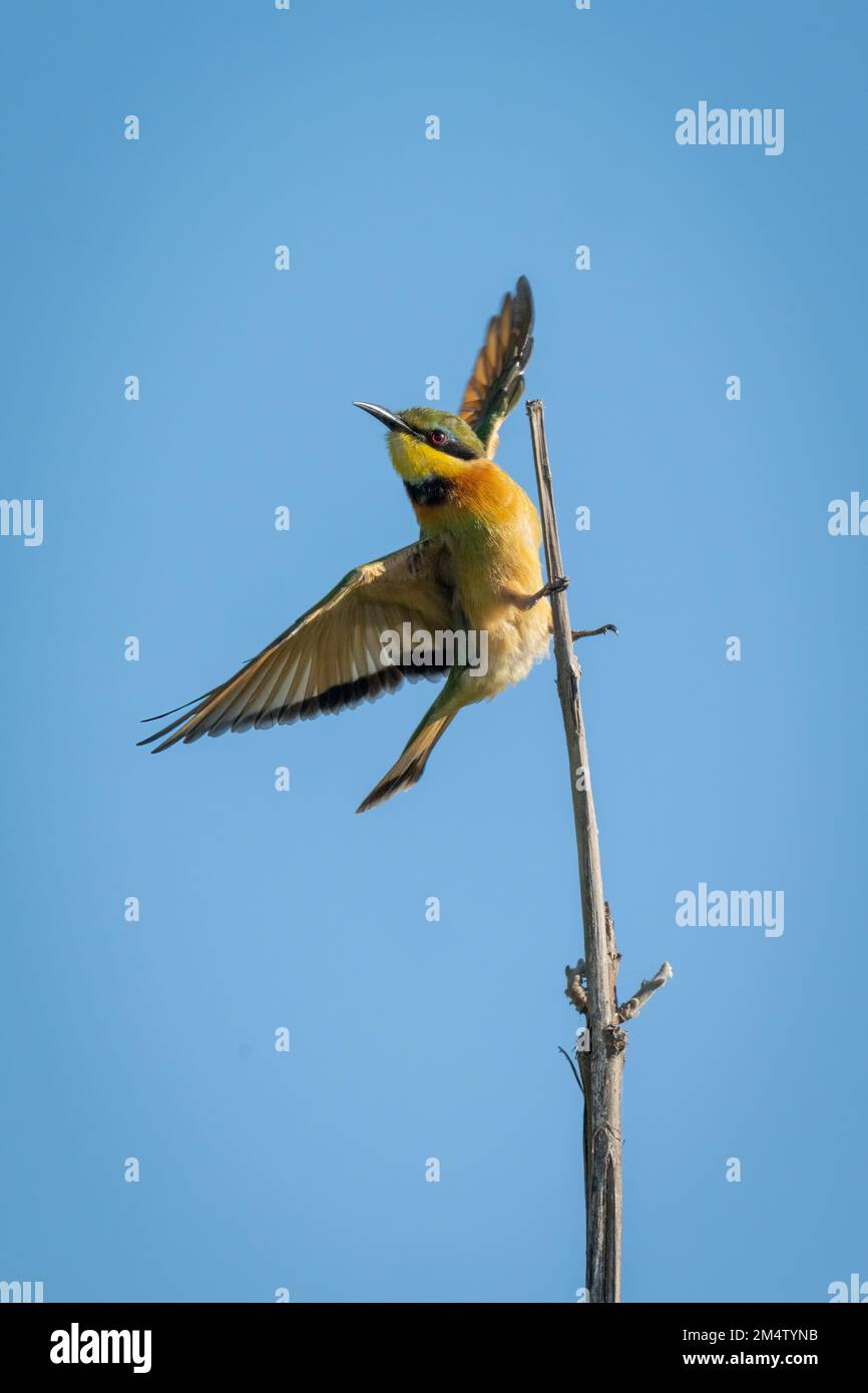 Little bee-eater spreading wings landing on branch Stock Photo - Alamy