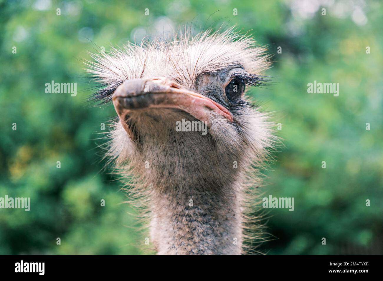Portrait of an ostrich looking into the camera against the backdrop of ...
