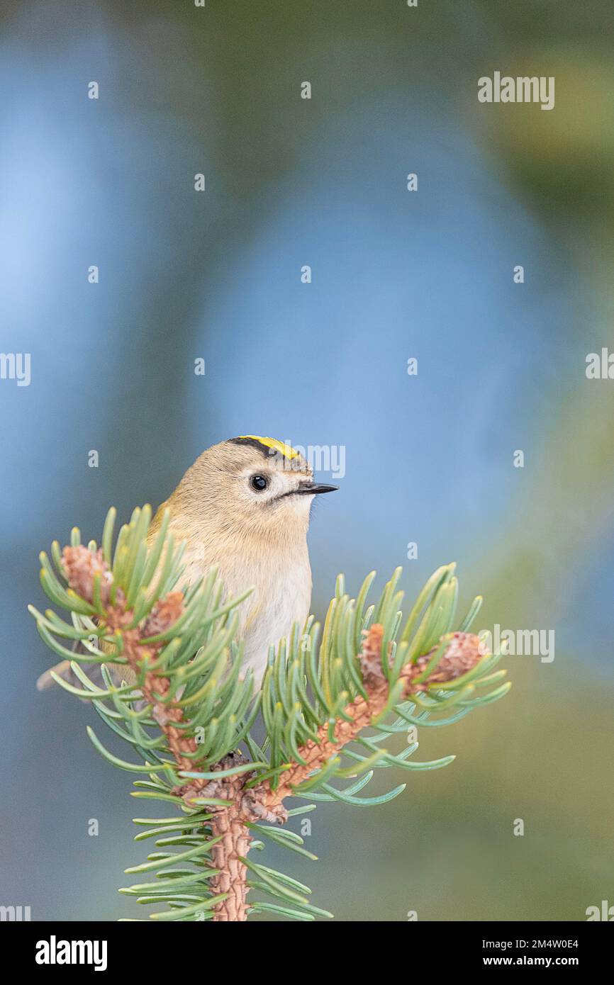 The smallest bird of Europe. the goldcrest female (Regulus regulus ...