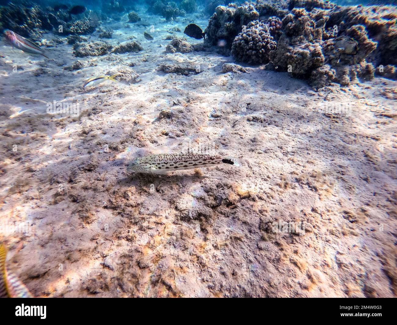 Close up view of Speckled sandperch fish known as Parapercis ...