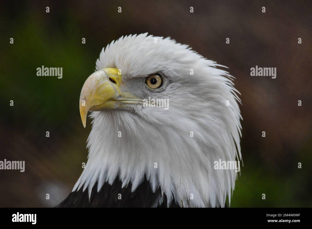 A head of bald eagle (Haliaeetus leucocephalus Stock Photo - Alamy