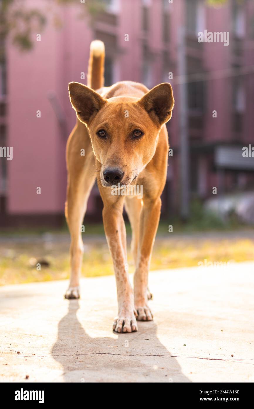 Close up of street dog looking at camera Stock Photo - Alamy