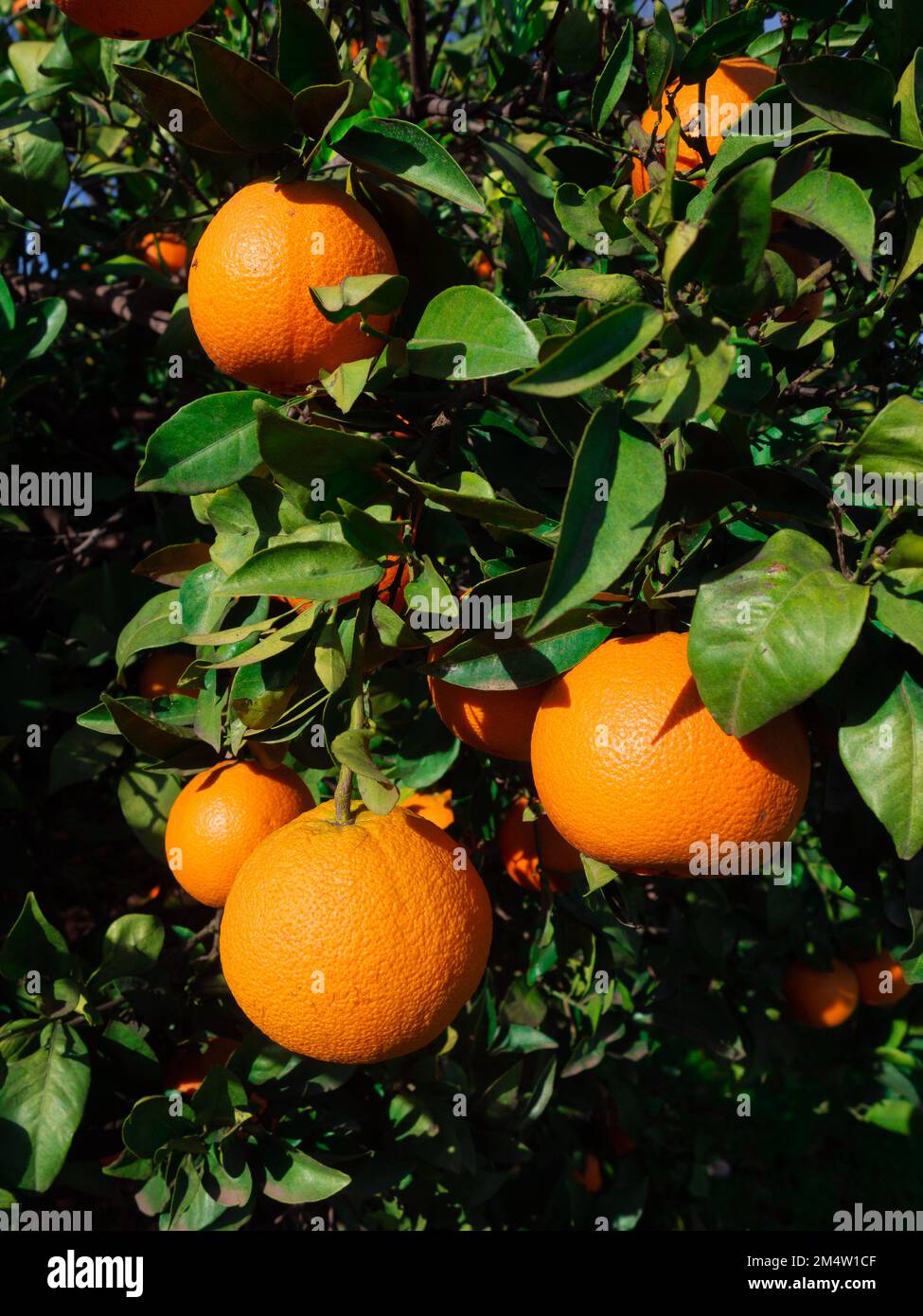 Group of ripe orange hanging on a tree in a vegetable patch Stock Photo ...