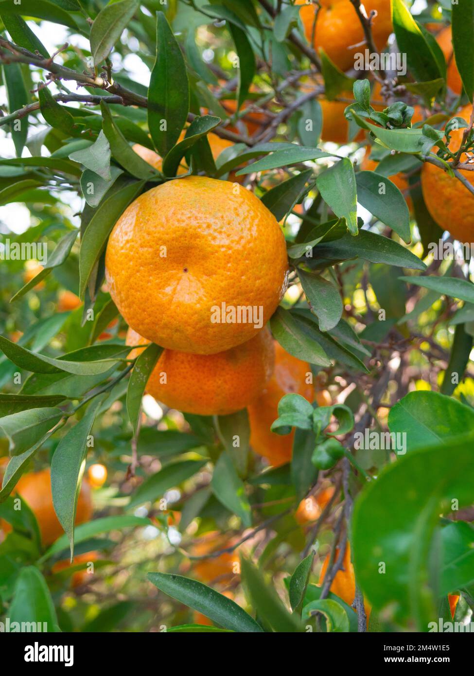 Group of tangerines ripe orange hanging on a tree in a vegetable patch ...