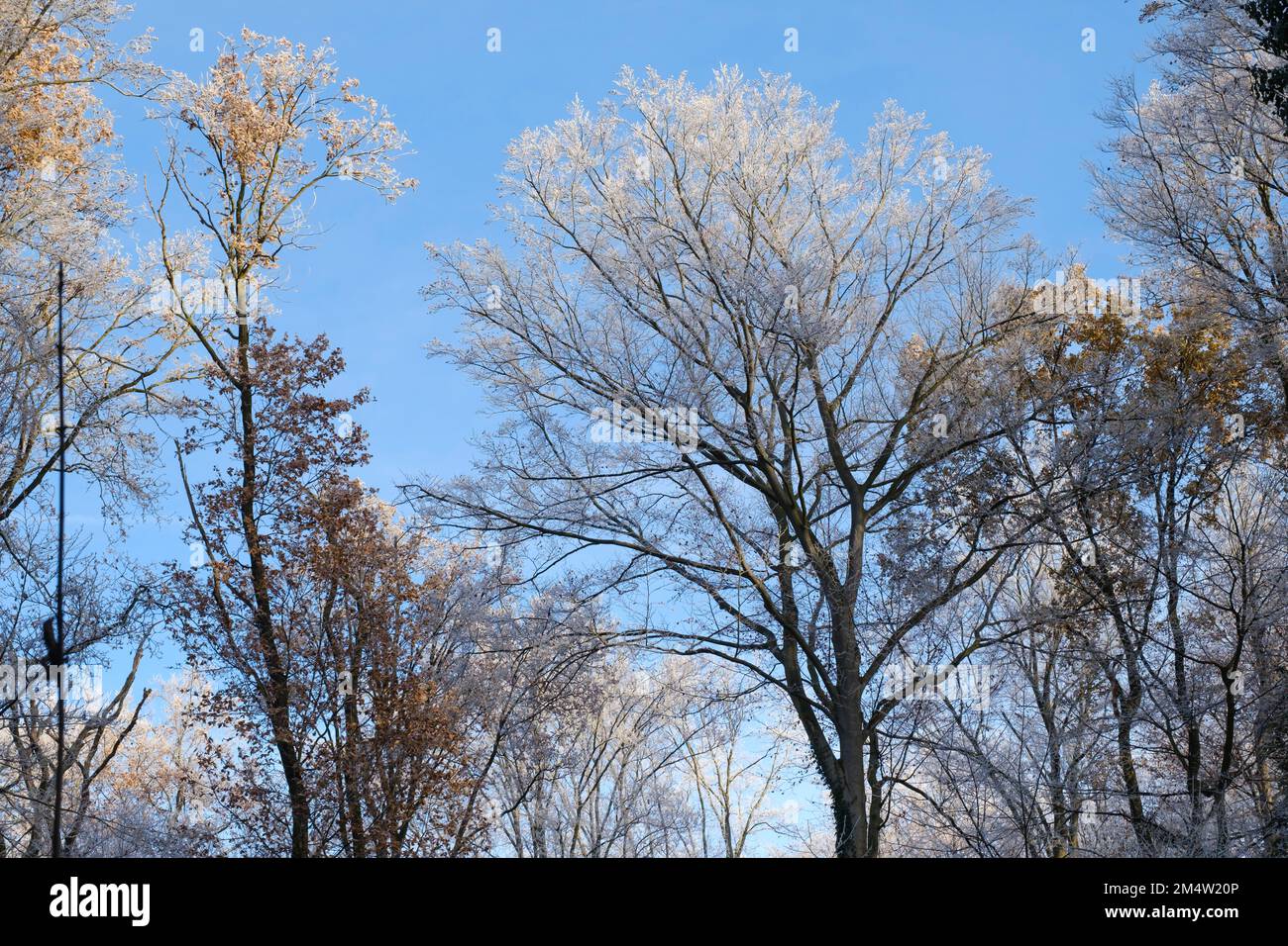 Deciduous Trees With Hoarfrost, North Rhine-Westphalia, Germany, Europe ...