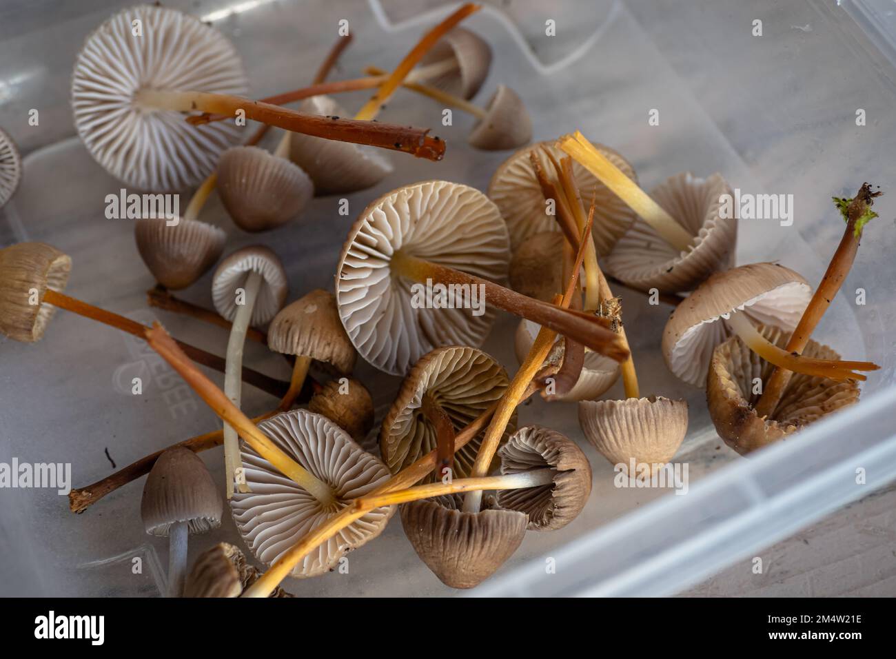 Liberty cap mushrooms hi-res stock photography and images - Alamy