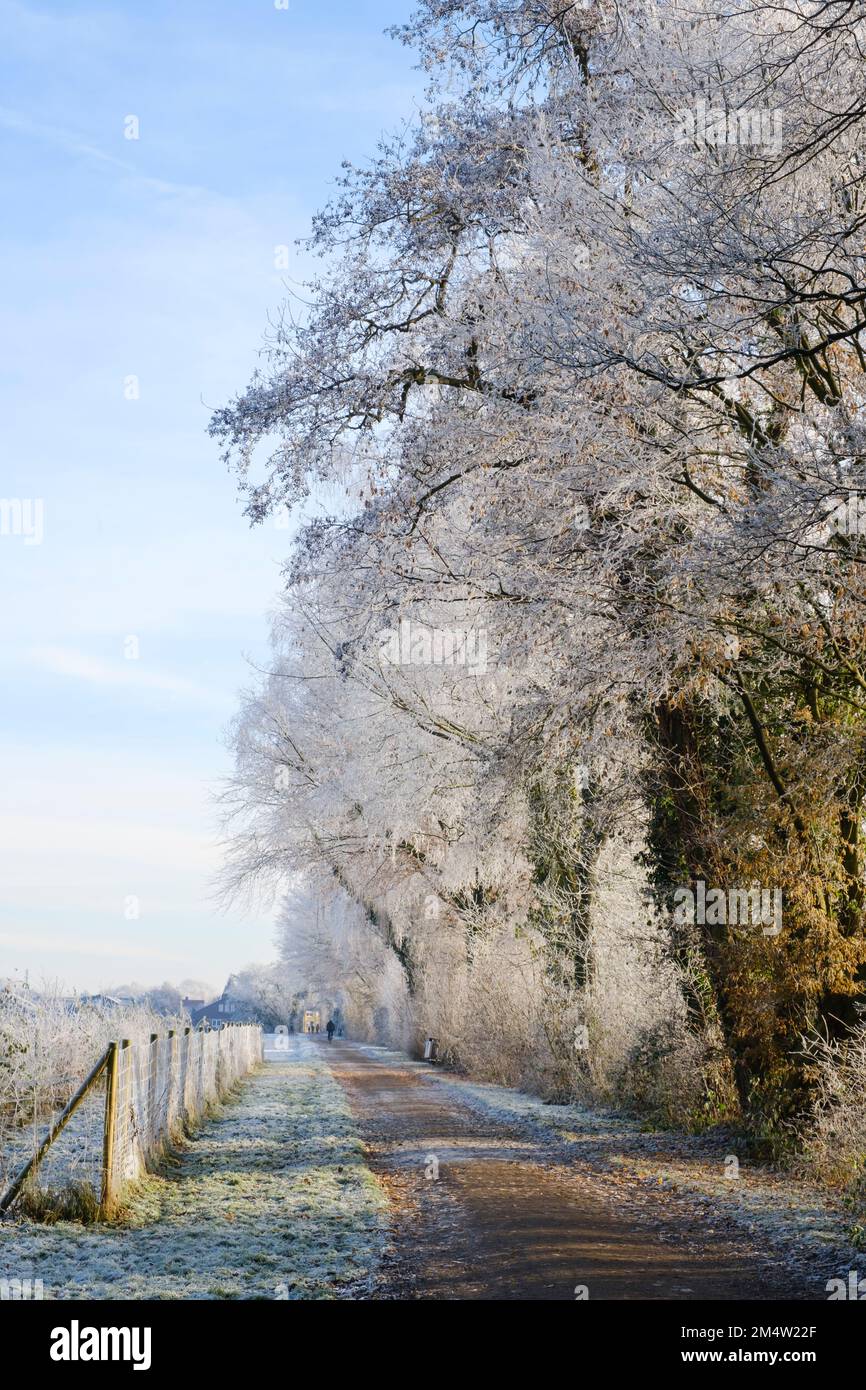 Path On The Edge Of The Forest, Trees With Hoarfrost, North Rhine ...