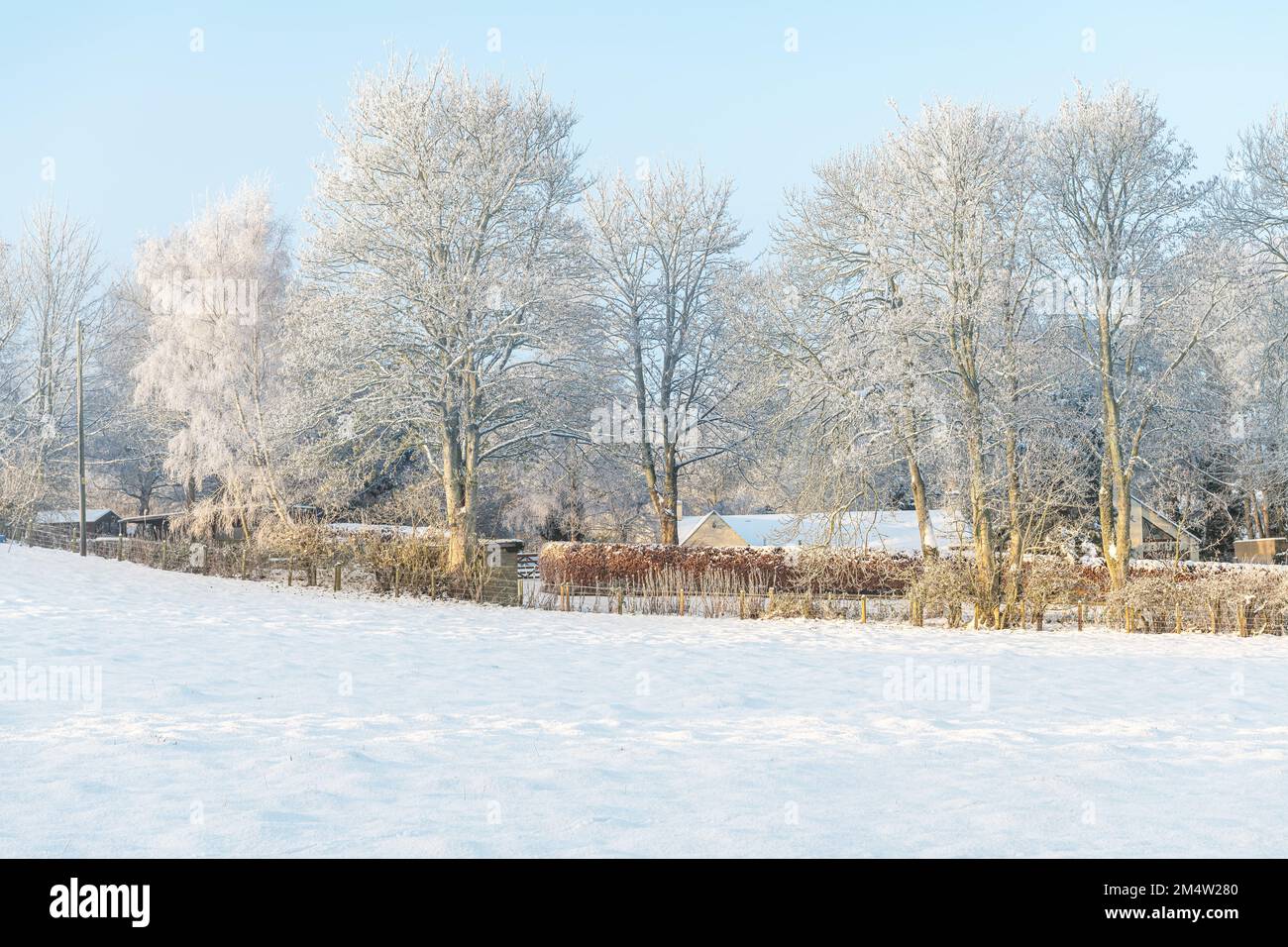 Snow Covered trees and fields in the Scottish Borders Stock Photo - Alamy