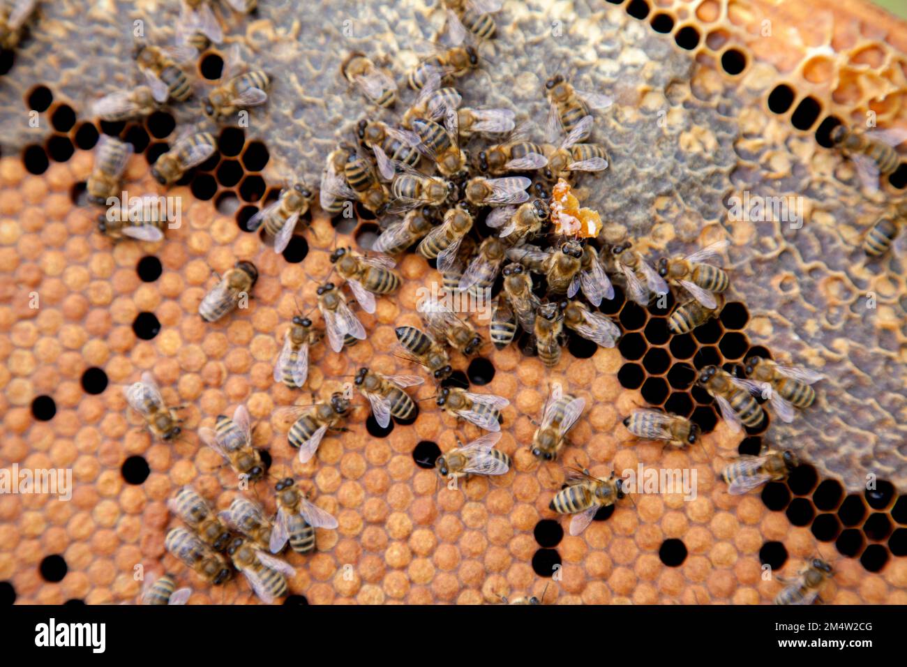 Frames of a beehive. Busy bees inside the hive with open and sealed ...