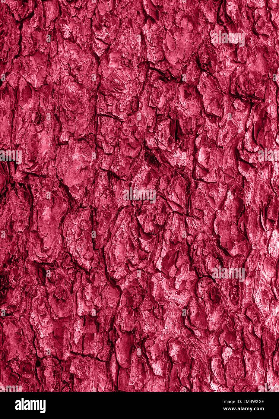 Abstract natural wood texture background. Toned in trendy magenta color ...