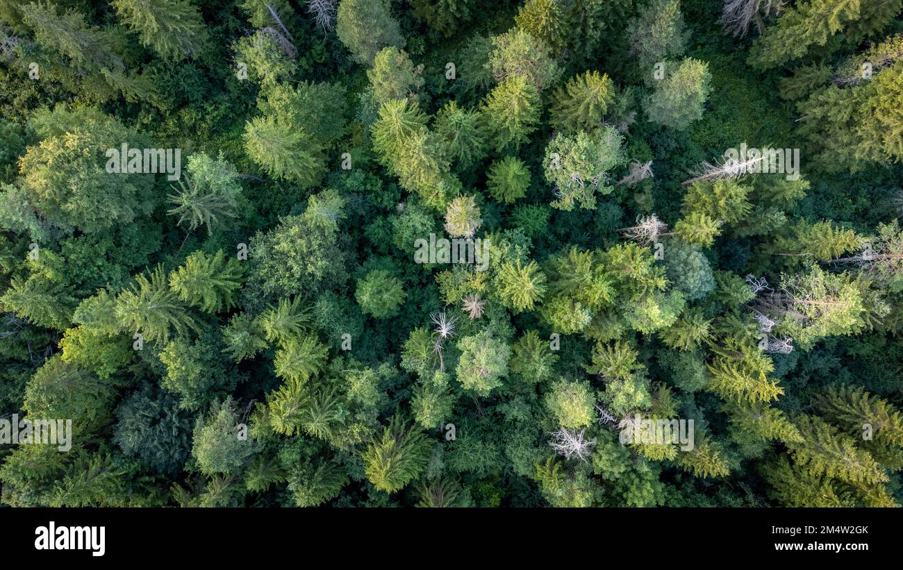 Drone overhead (bird's eye view) of a spruce forest Stock Photo - Alamy