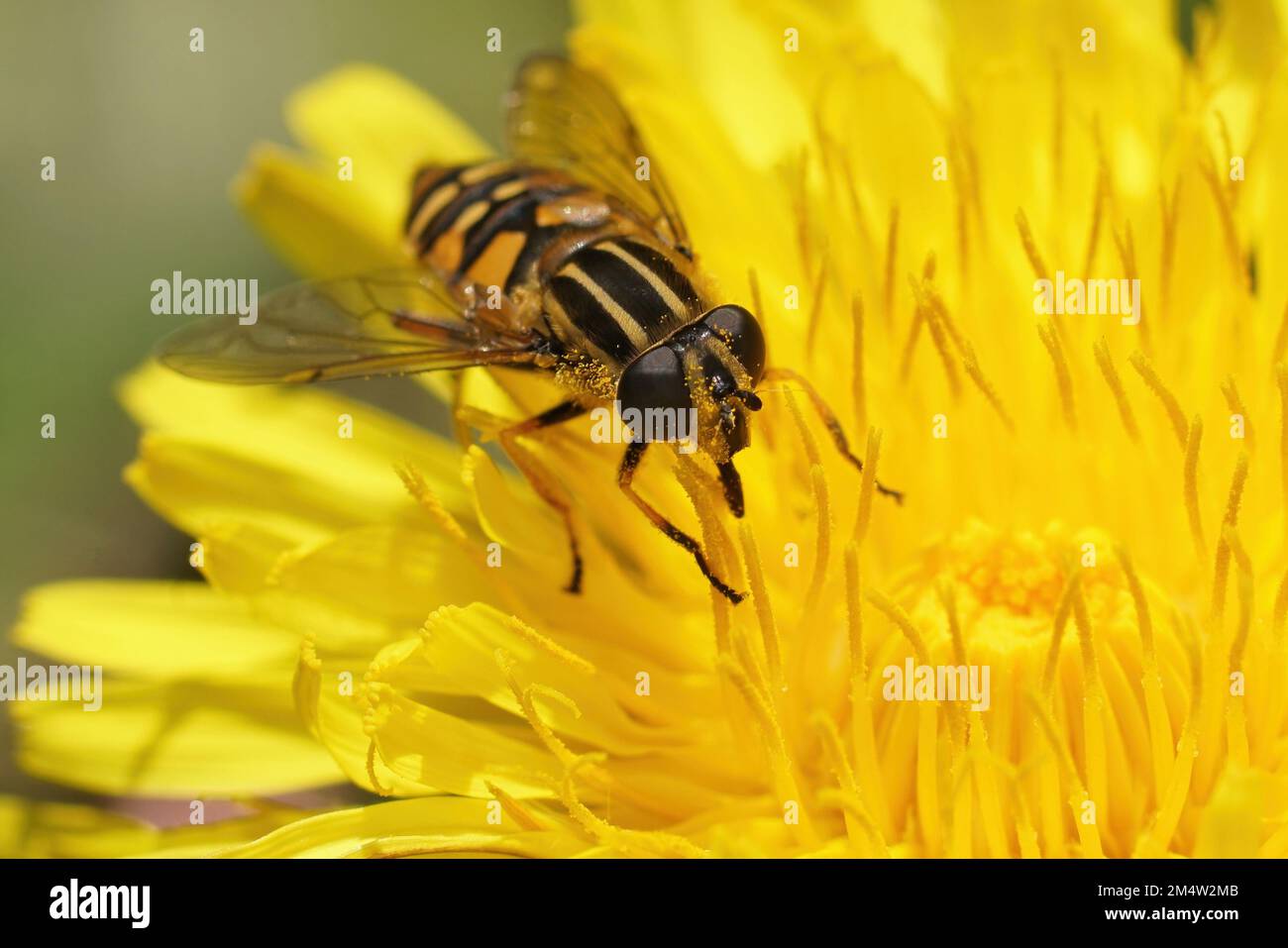 Natural closeup on the footballer hoverfly, Helophilus pendulus on a ...