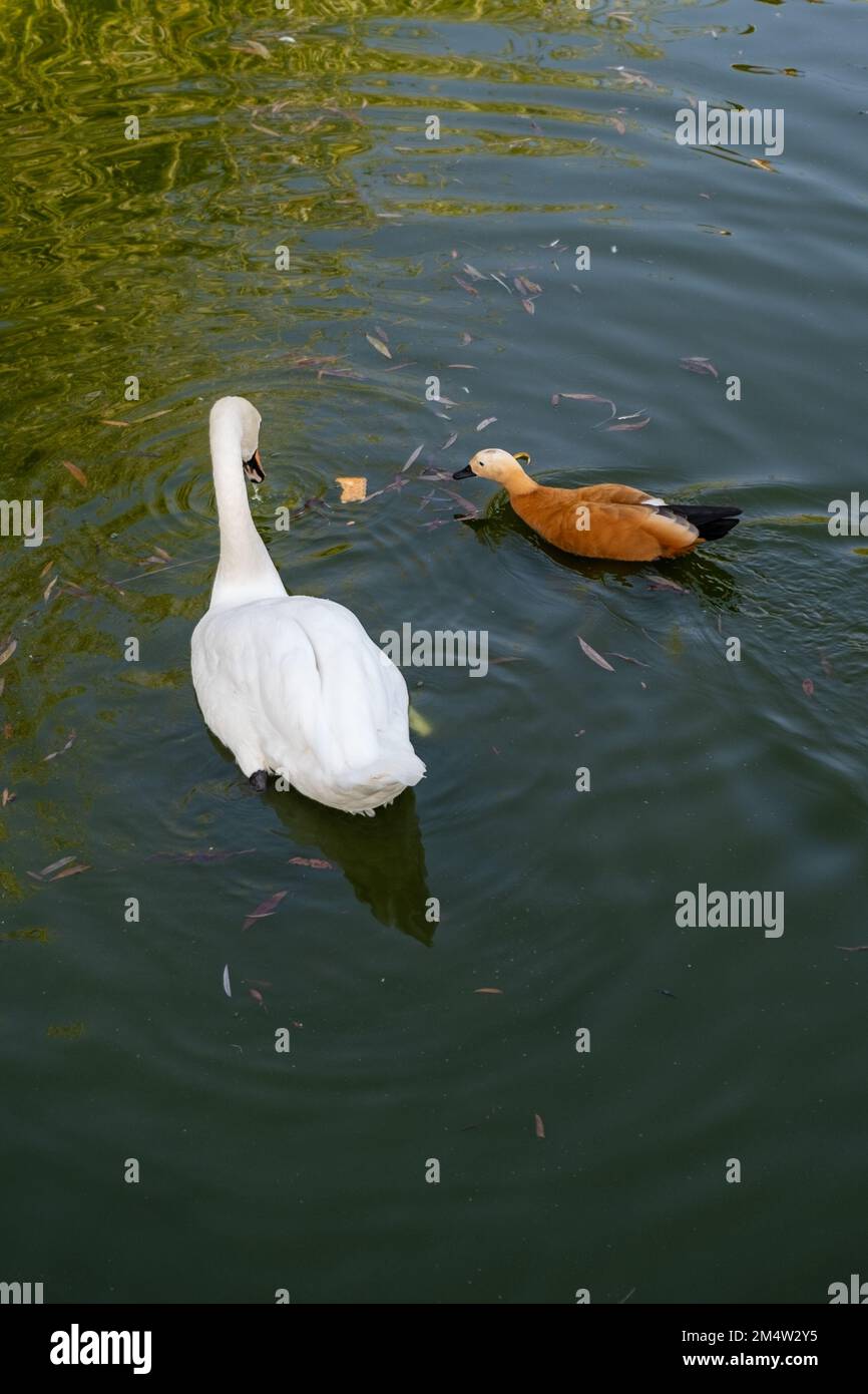 A vertical of a beautiful white swan and a duck surrounded by ripples ...
