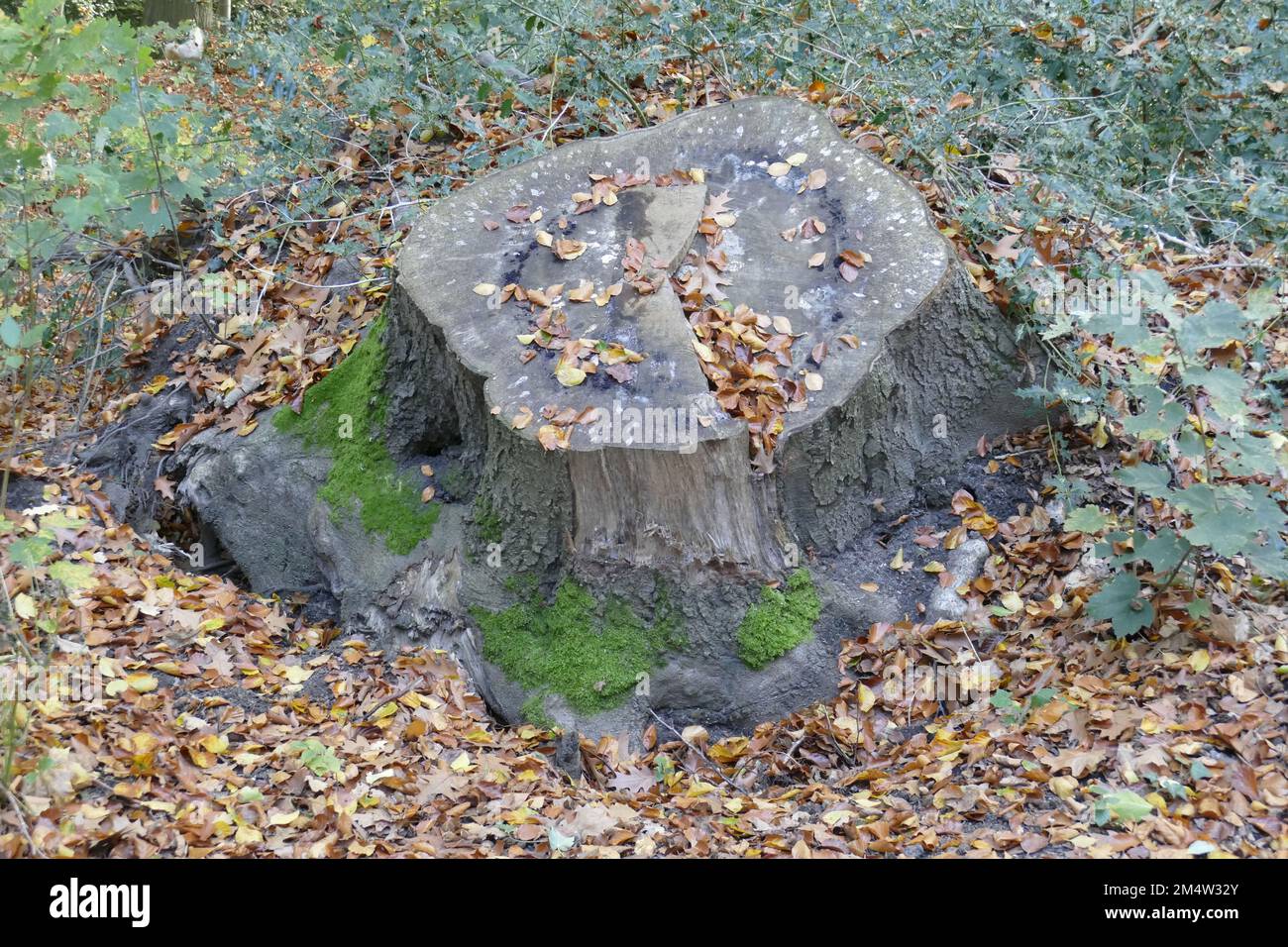 Stumpf im wald hi-res stock photography and images - Alamy