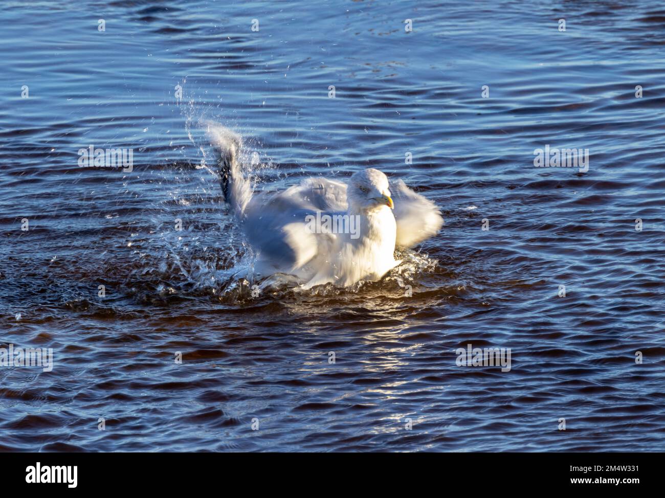 In a flurry of action, a Herring Gull bathes in the brackish water ...