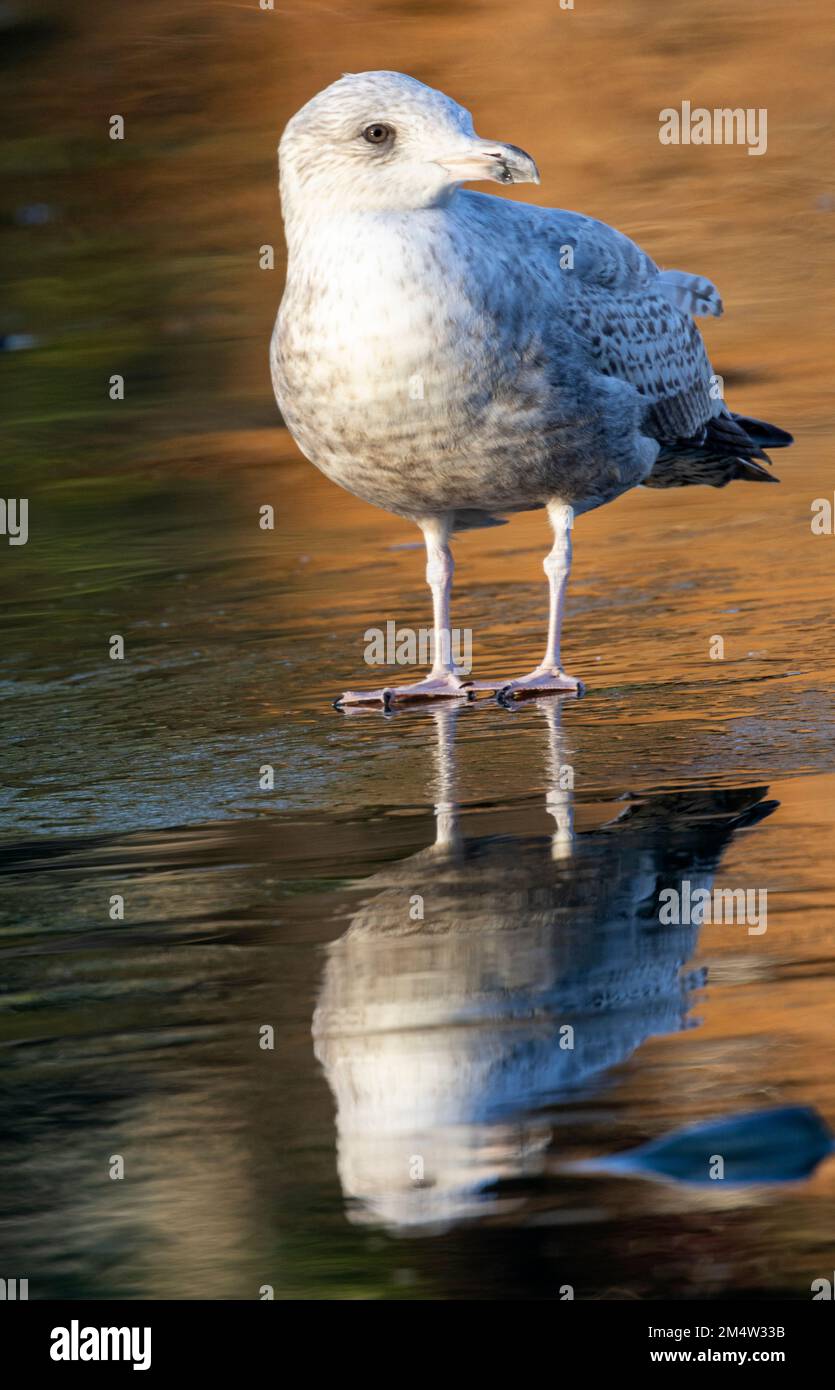 Freshwater muscle hi-res stock photography and images - Alamy