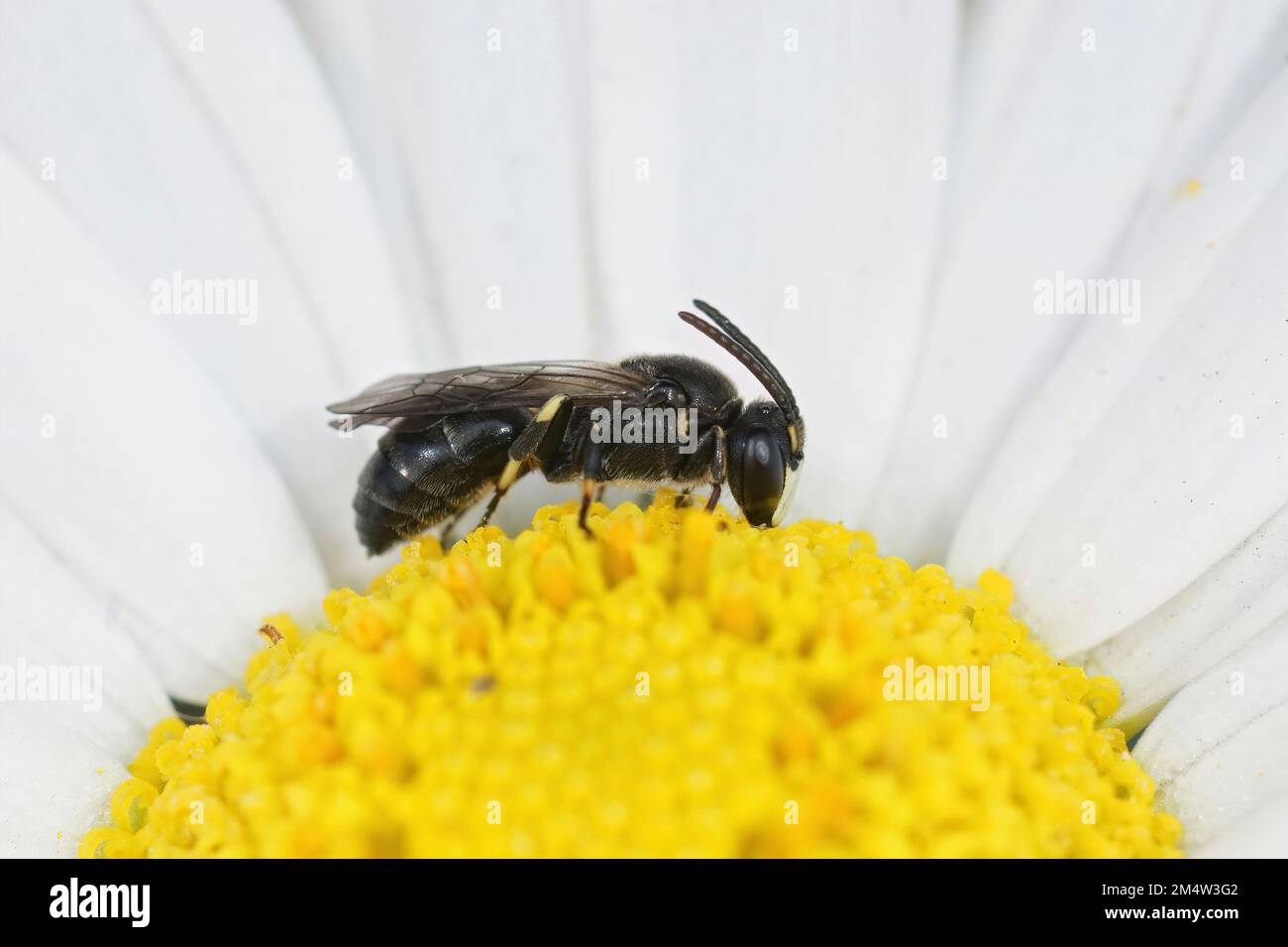Natural closeup on a small White-jawed Yellow-face Bee, Hylaeus ...