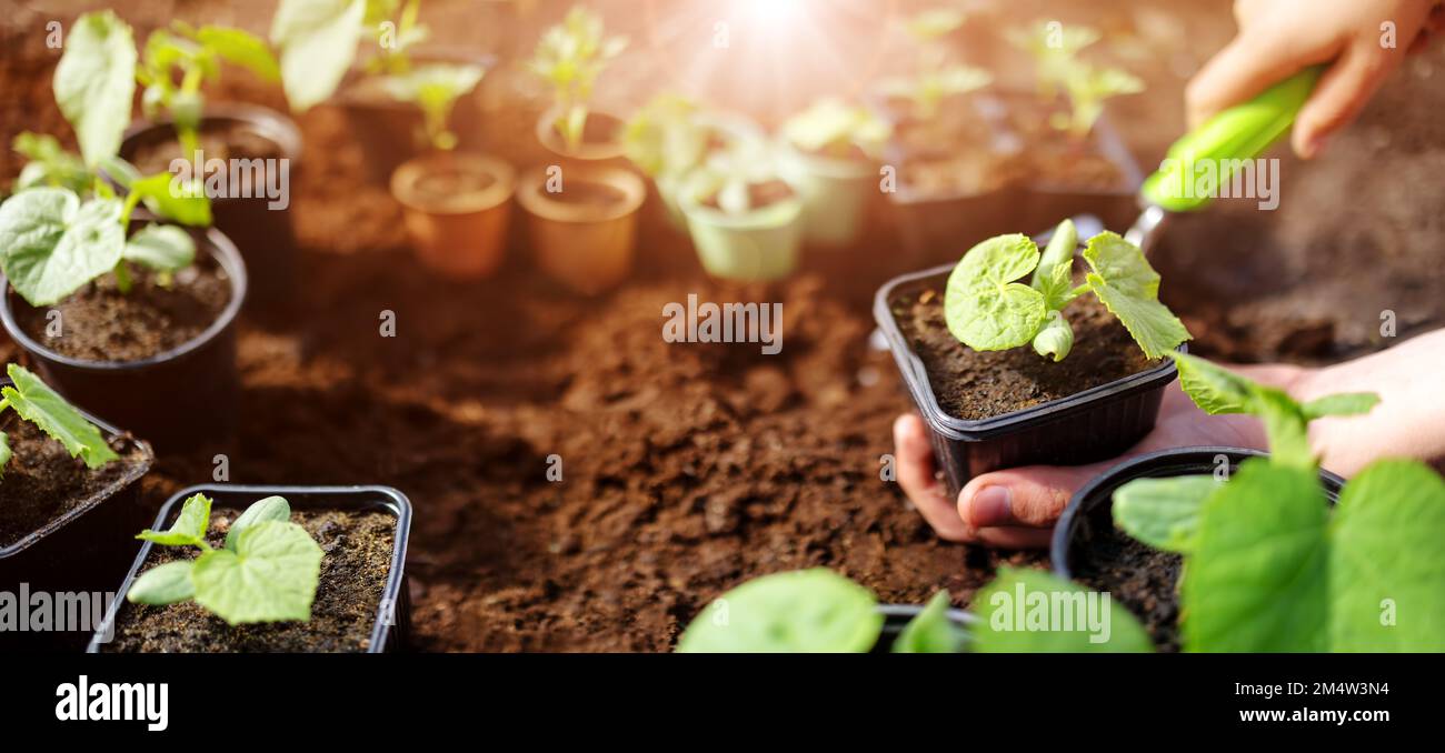 Child seedling a young plant sprout in the black soil Stock Photo - Alamy