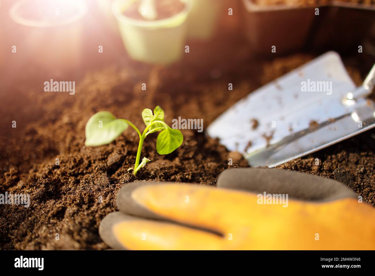 Human's hands seedling a plant sprout in the black soil Stock Photo - Alamy