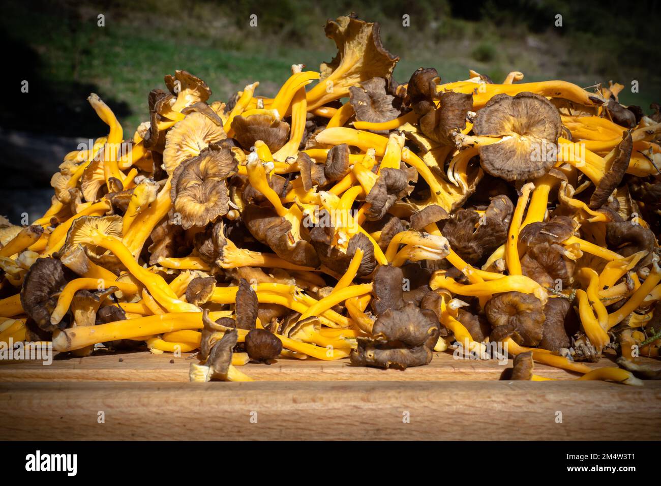 Foraging wild Chanterelles Mushrooms - Mushroom picking in the forest ...
