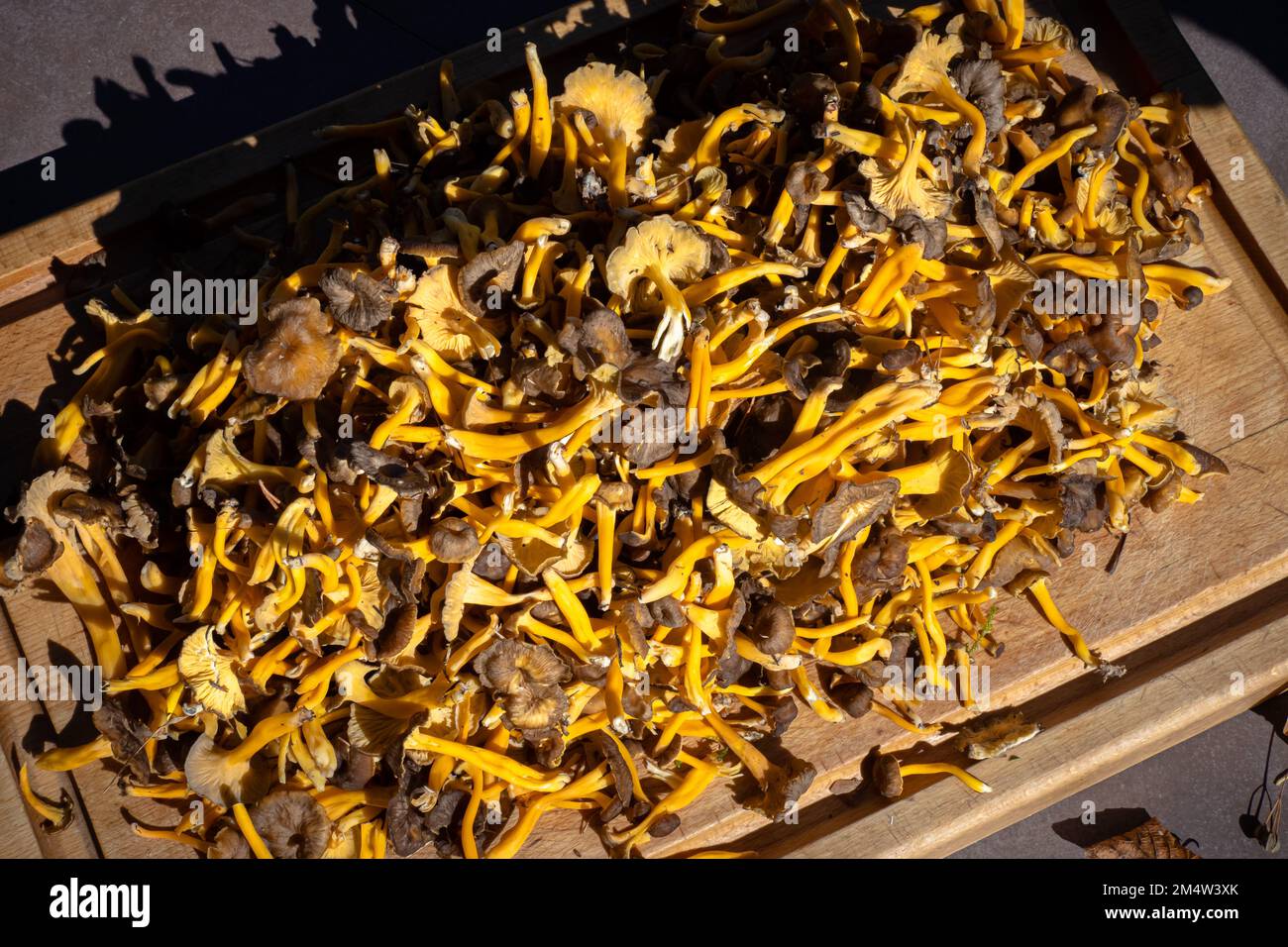 Foraging wild Chanterelles Mushrooms - Mushroom picking in the forest ...
