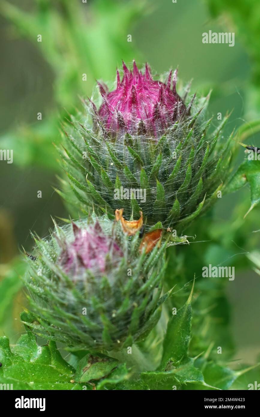 Natural closeup on an emerging flowering bud of the European marsch ...