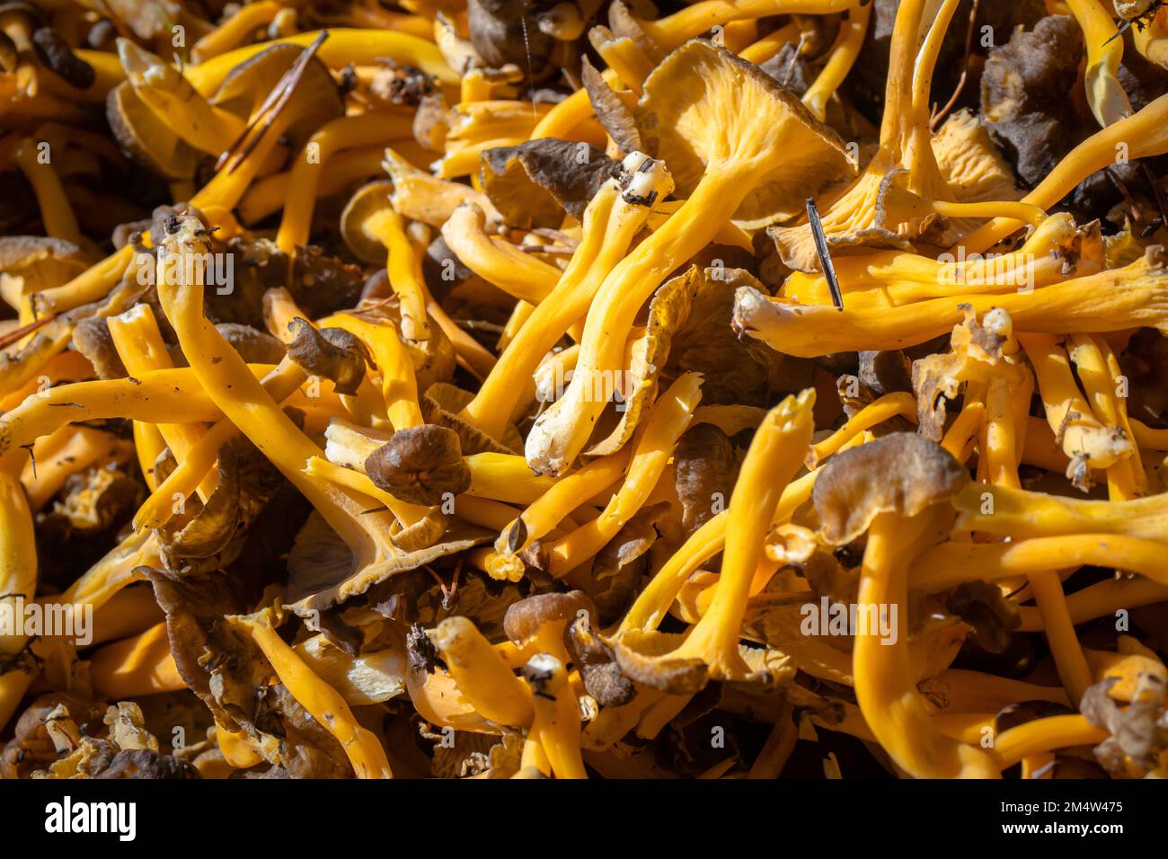 Foraging wild Chanterelles Mushrooms - Mushroom picking in the forest ...