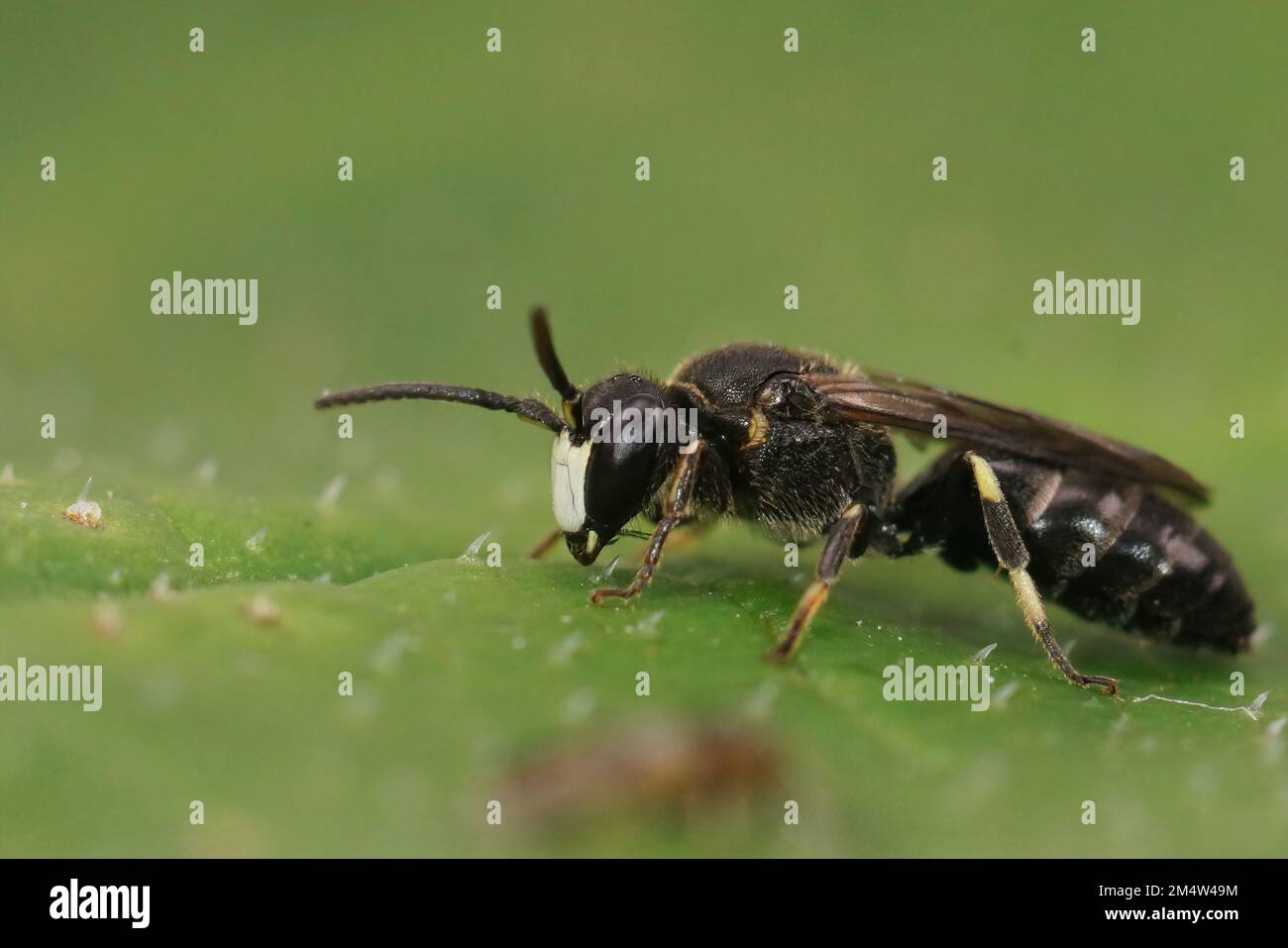 White jawed yellow face hi-res stock photography and images - Alamy