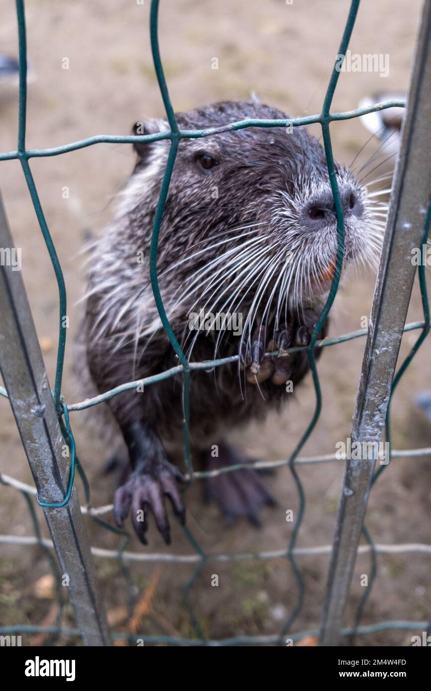 A vertical closeup of a wet nutria rodent leaning on a chain fence ...