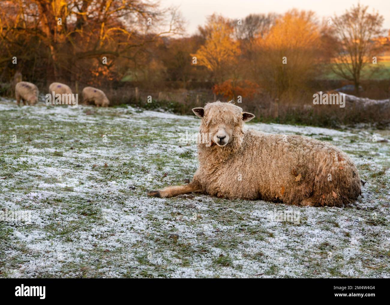 Longwool hi-res stock photography and images - Alamy