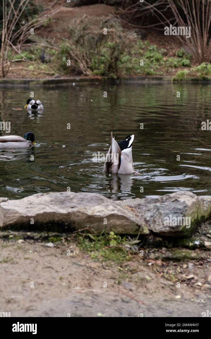 A vertical view of a mallard duck diving its head under the lake Stock ...